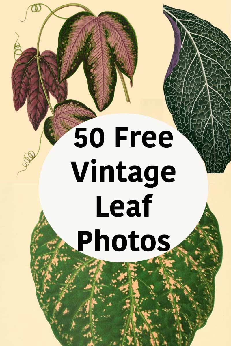 50 Free Vintage Leaf Images to Print | Remodelaholic