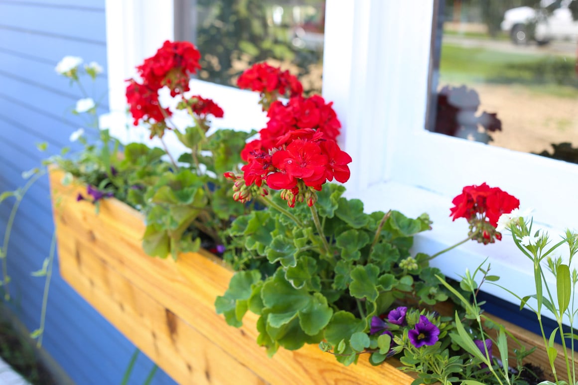 Red Geraniums Window Box