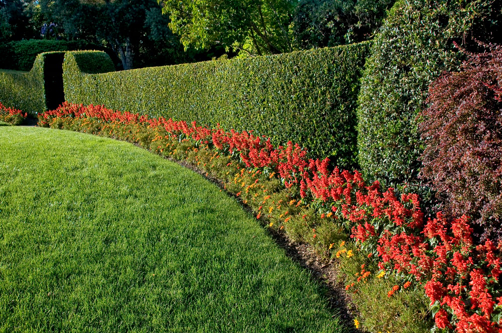 8 Best Evergreen Hedge Plants For Your Yard | Remodelaholic