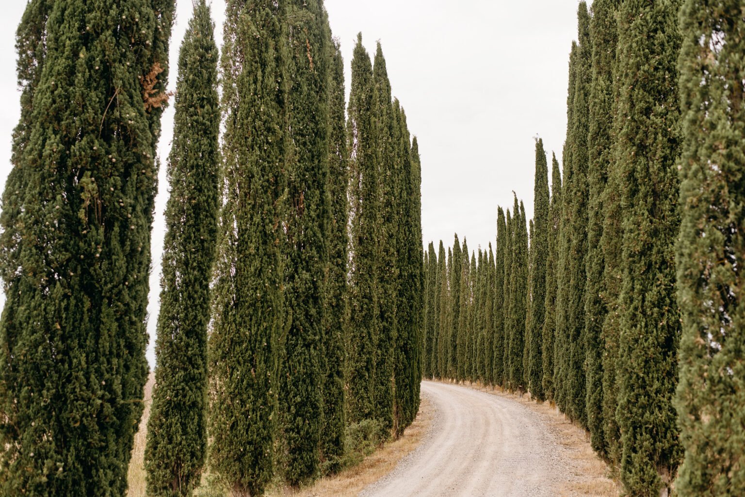 8 Best Evergreen Hedge Plants For Your Yard | Remodelaholic