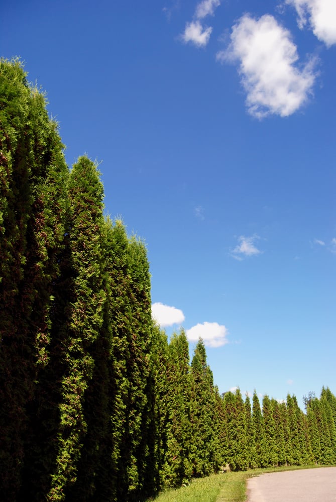 8 Best Evergreen Hedge Plants For Your Yard | Remodelaholic