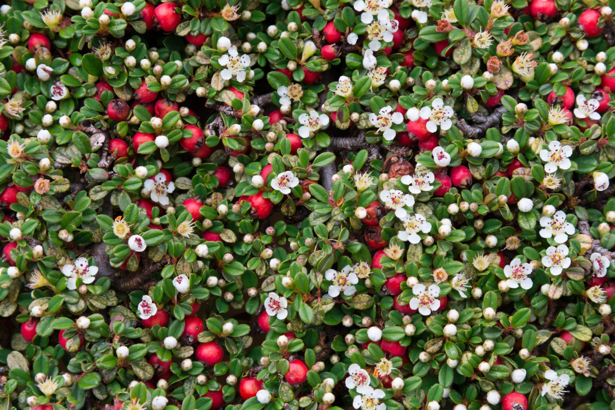 8 Best Evergreen Hedge Plants For Your Yard | Remodelaholic
