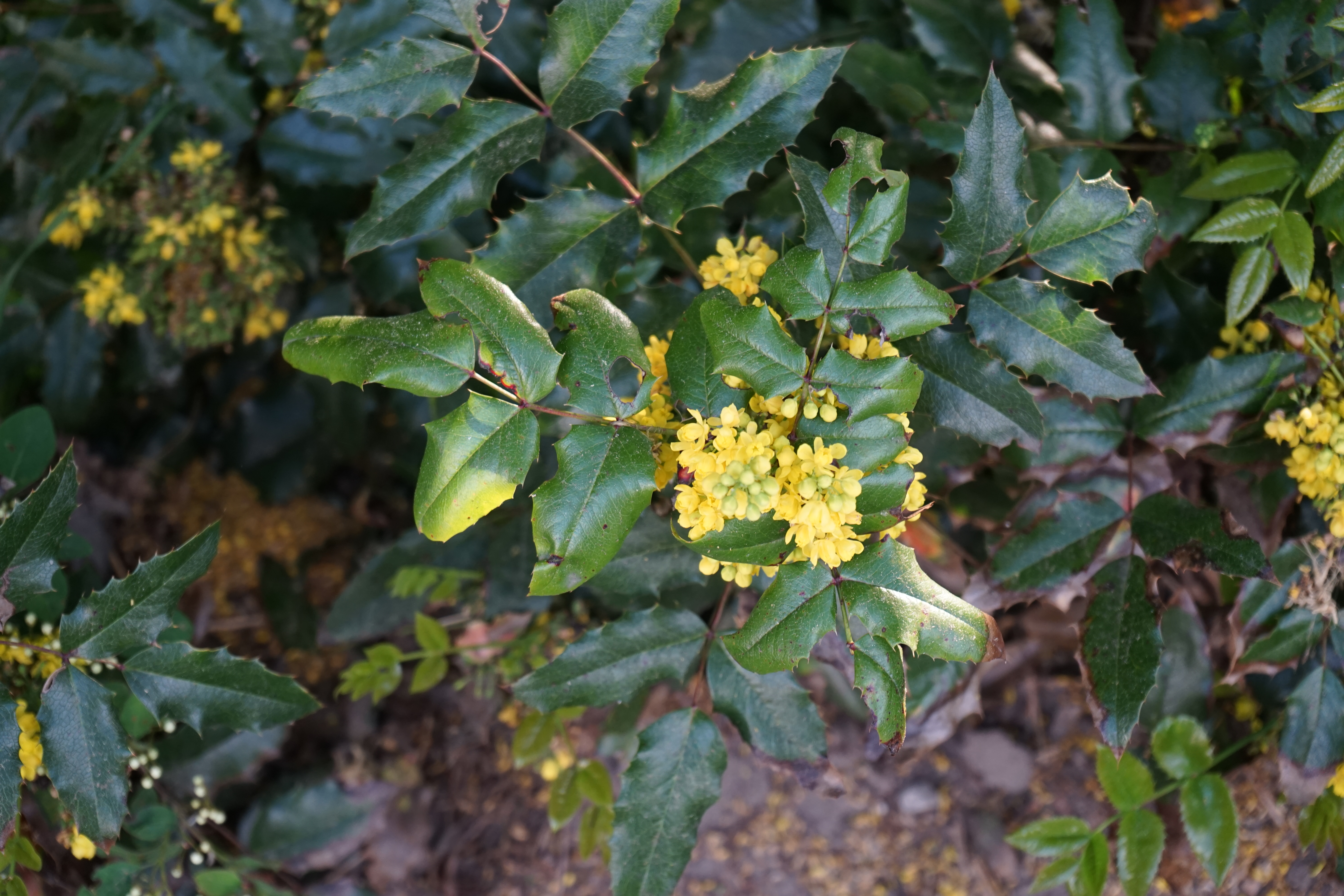 8 Best Evergreen Hedge Plants For Your Yard | Remodelaholic