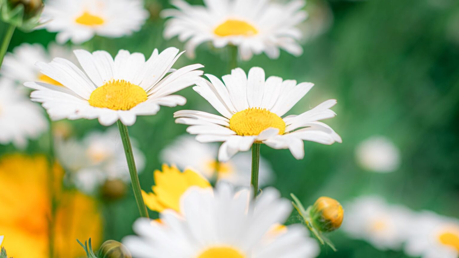 Blooming Wonders: 16 Perennials for Your Dream Garden! | Remodelaholic