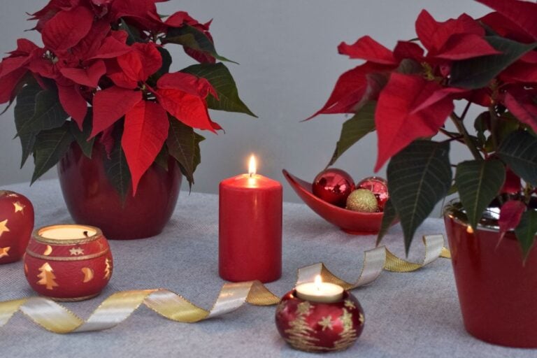 Festive Holiday Display: 18 Poinsettia Decor Ideas | Remodelaholic